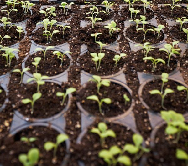 Hydroponic Cannabis: The Hydroponic Weed Growing Guide - WeedWeek